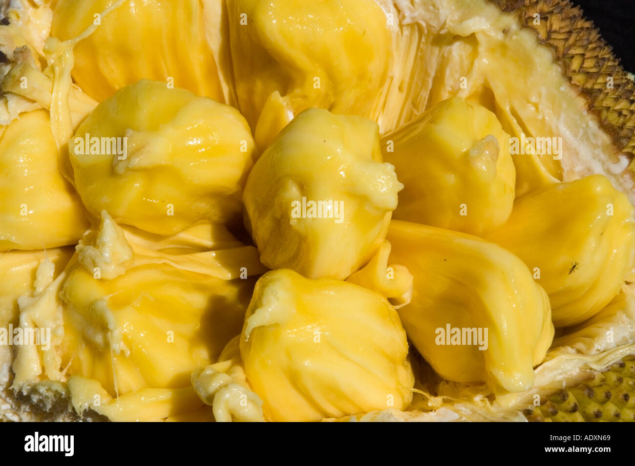 Inside jackfruit hi-res stock photography and images - Alamy