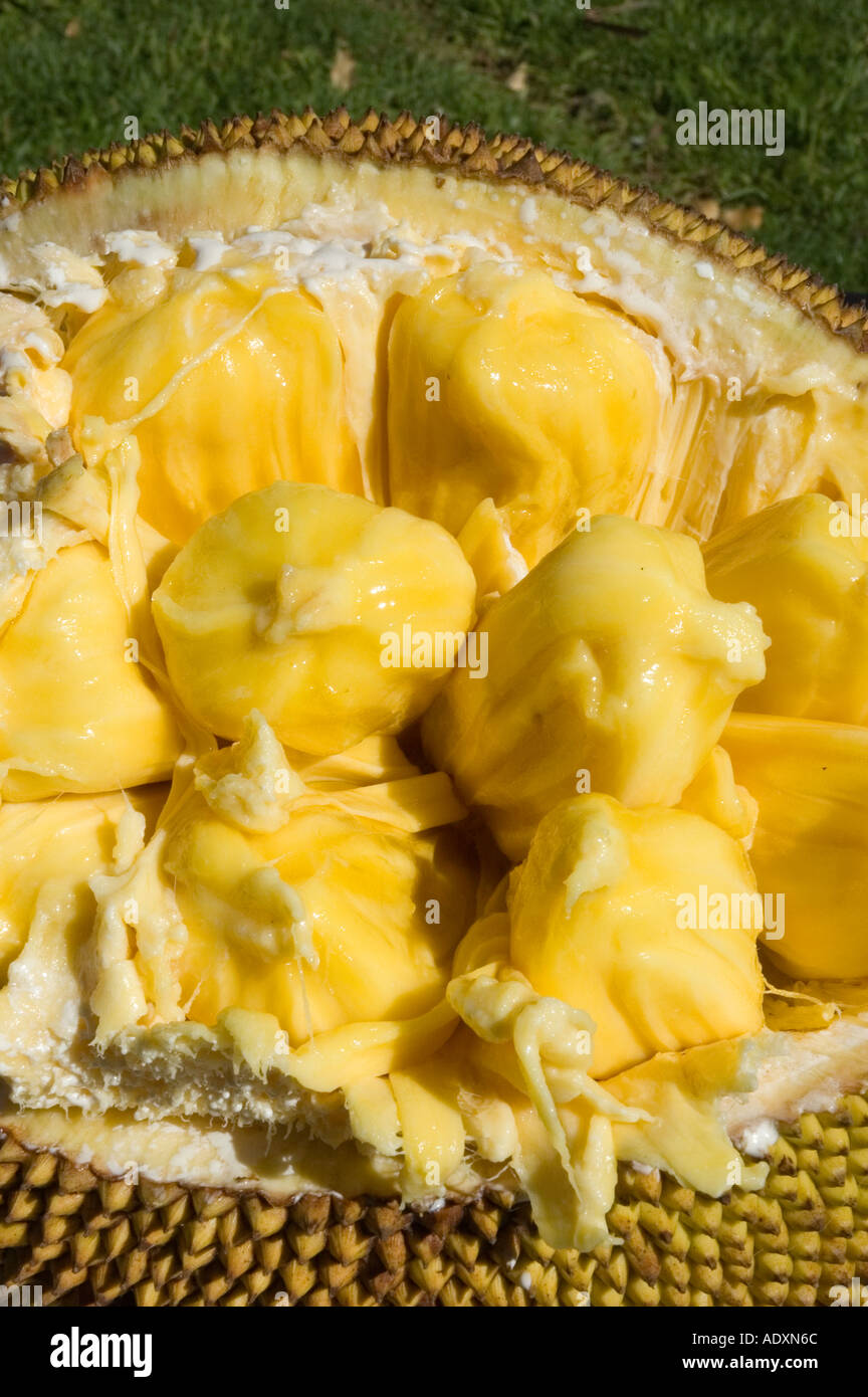 Inside jackfruit hi-res stock photography and images - Alamy