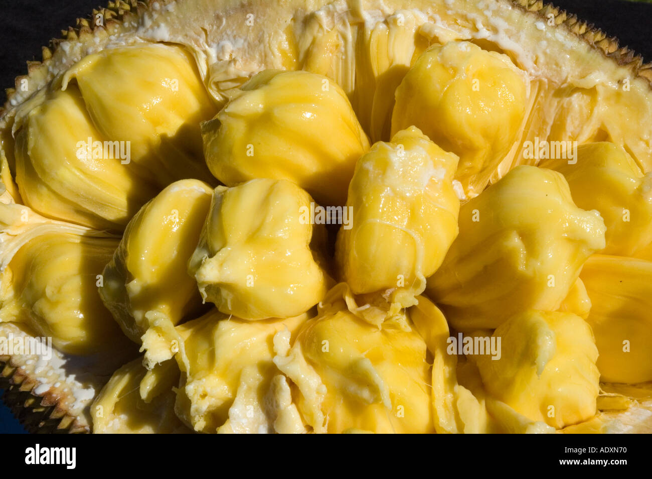 Inside jackfruit hi-res stock photography and images - Alamy
