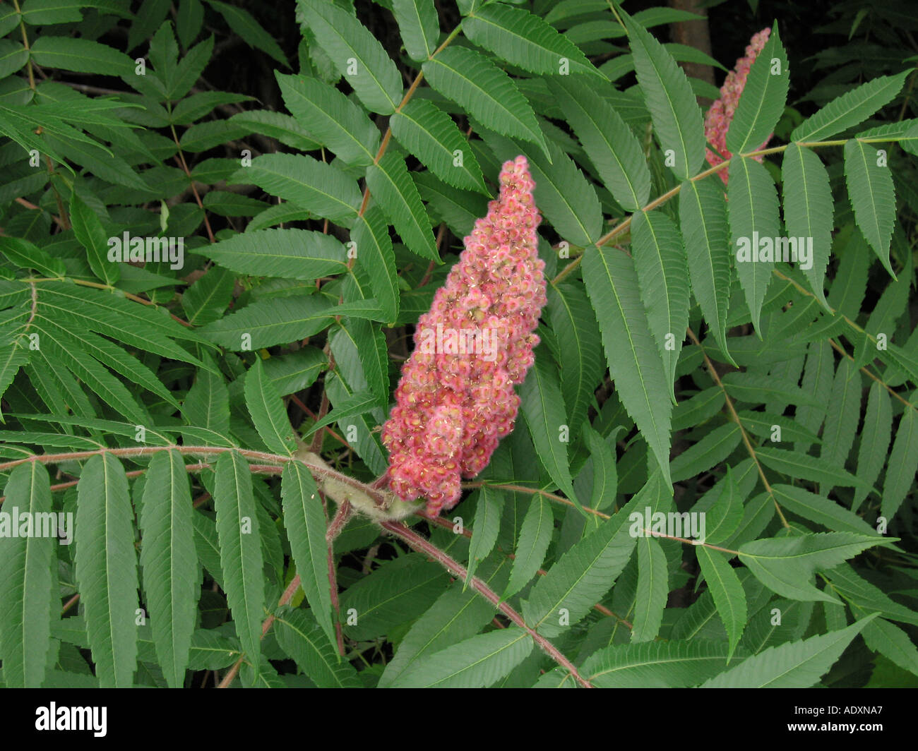 Smooth Sumac Stock Photos & Smooth Sumac Stock Images - Alamy