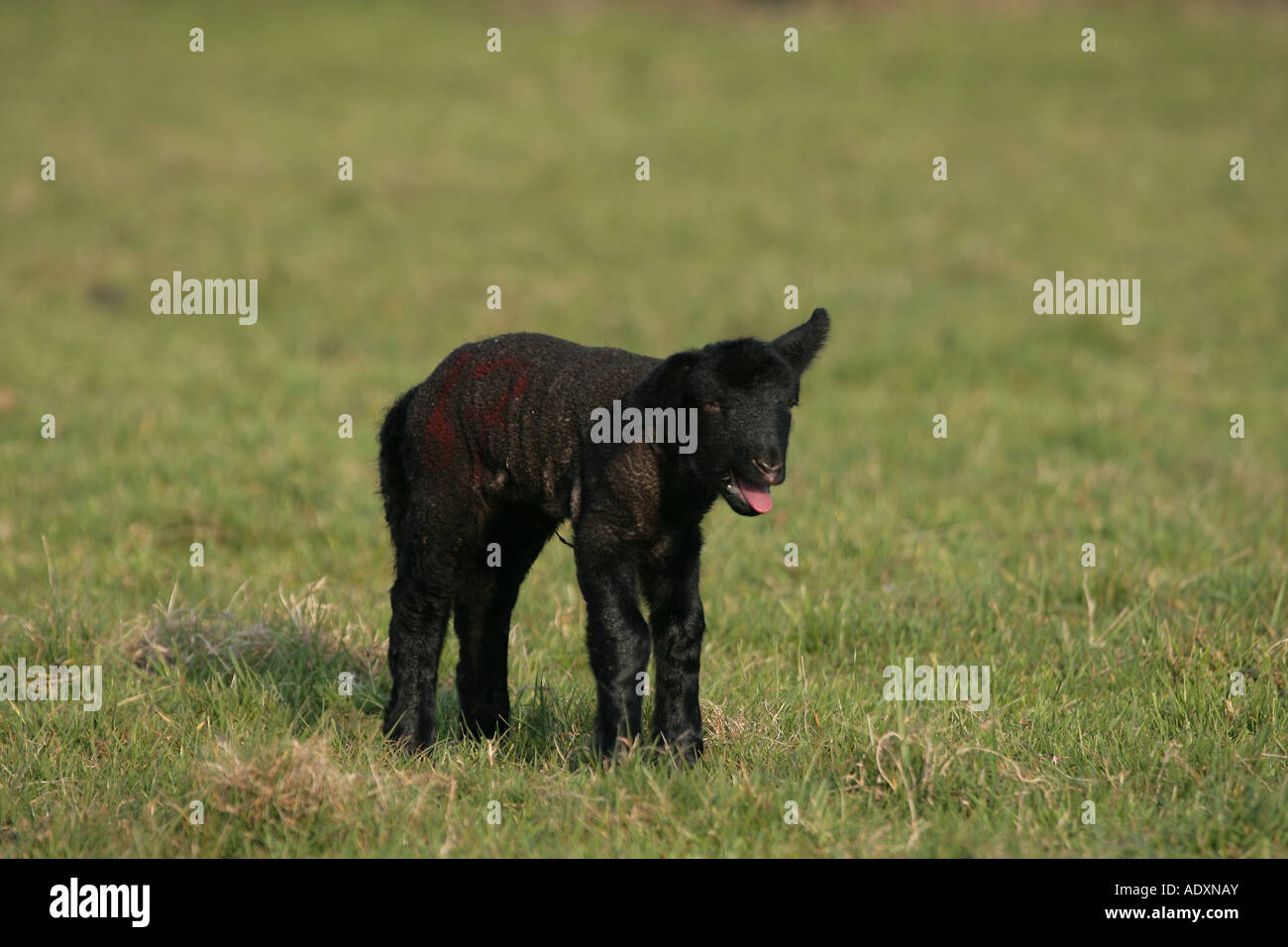 Black lamb bleeting in grass field Stock Photo - Alamy