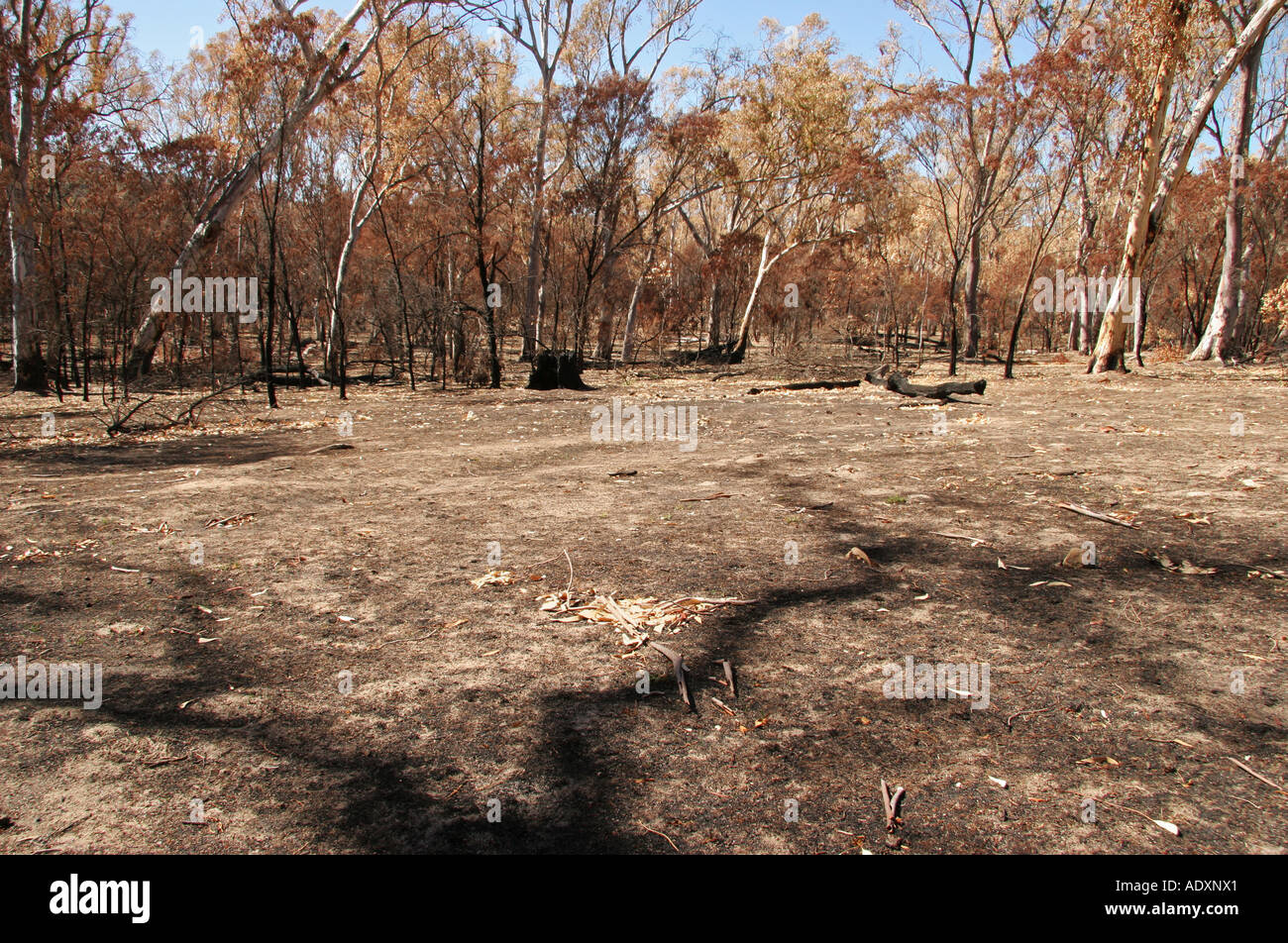 Clearing bush hi-res stock photography and images - Alamy