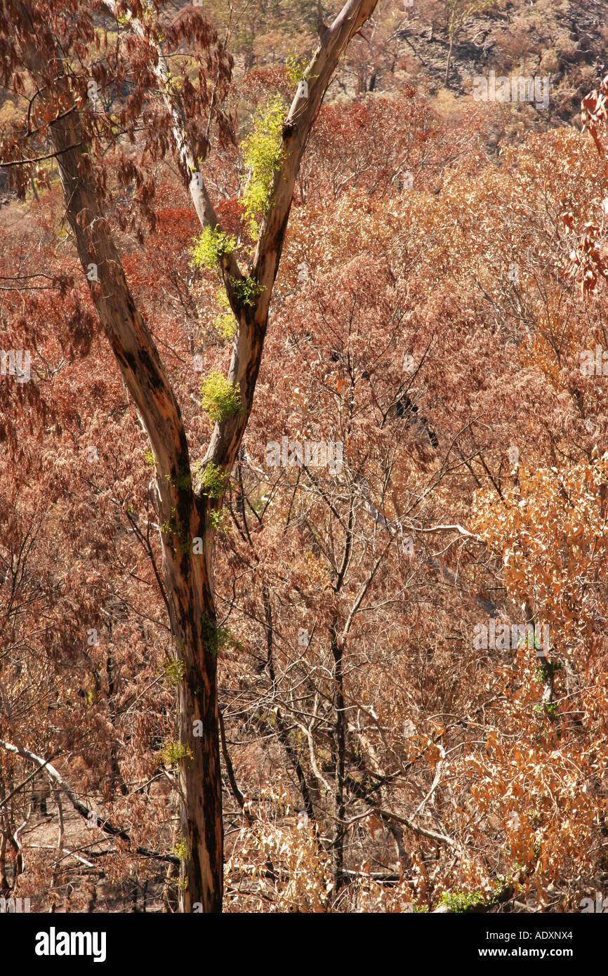 Regrowth on burnt trees Stock Photo - Alamy
