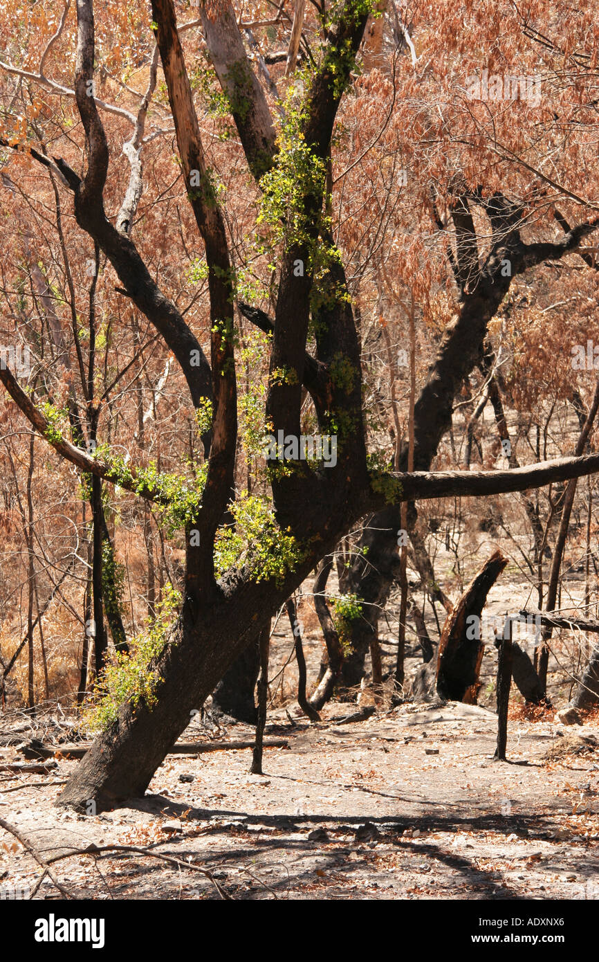 Regrowth on burnt trees Stock Photo - Alamy