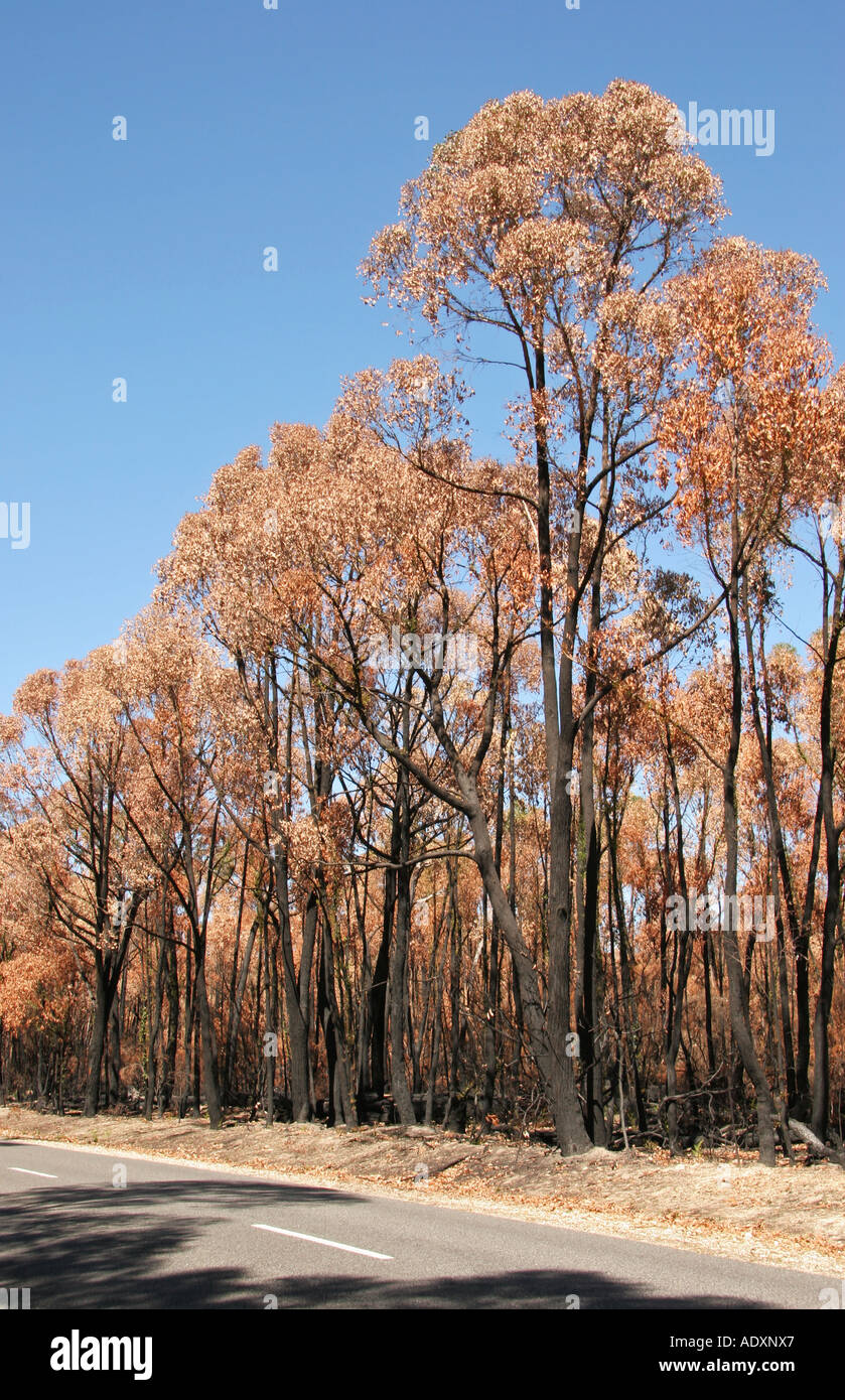 Trees after a bush fire Stock Photo - Alamy