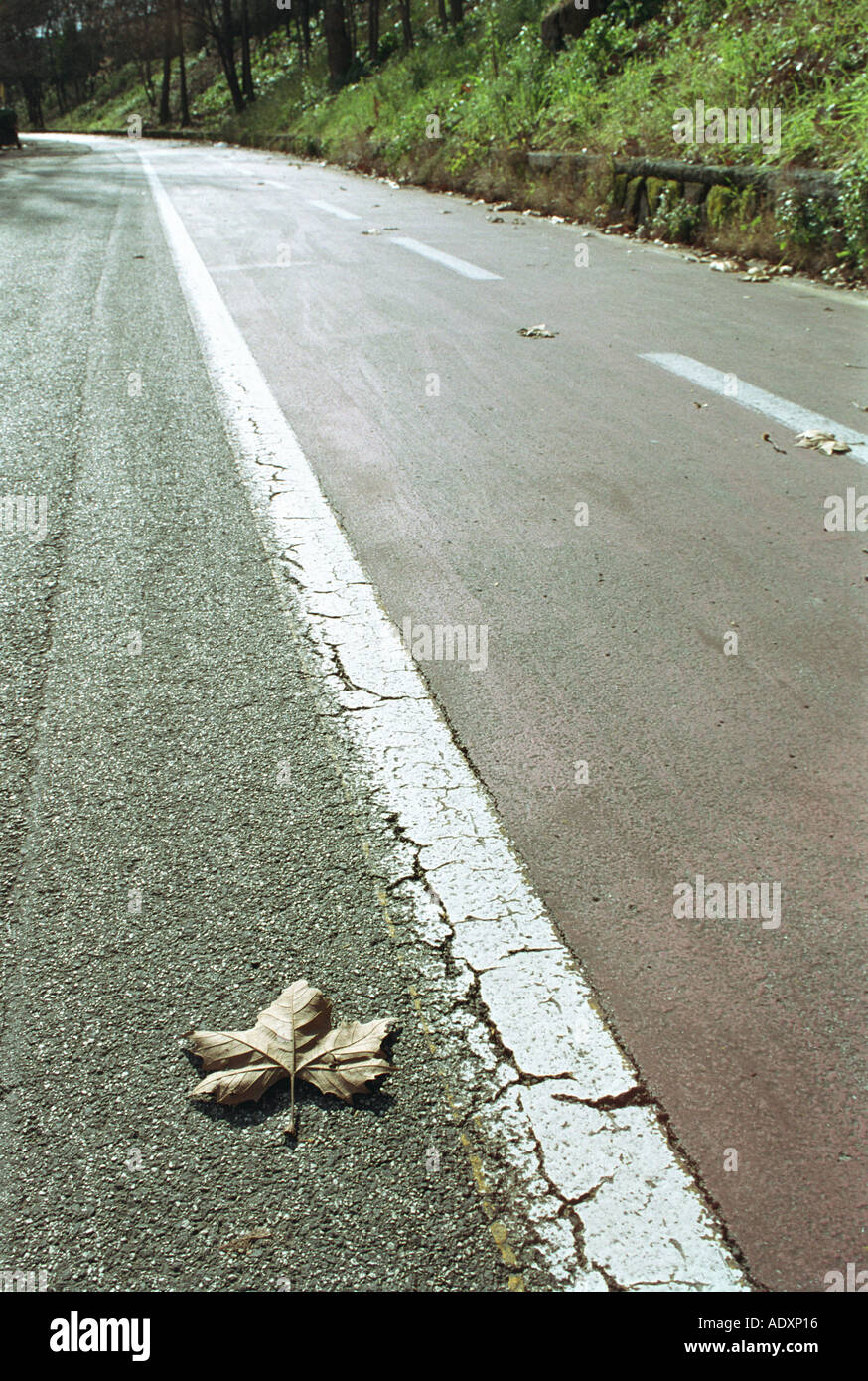 one dead leaf by cycle path Stock Photo - Alamy