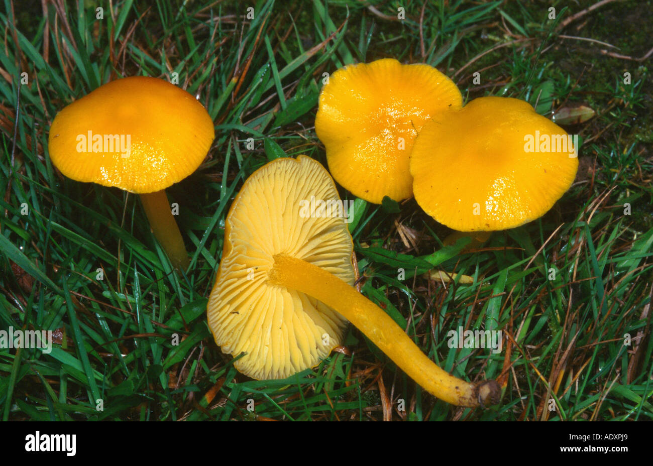 golden waxcap (Hygrocybe chlorophana), Germany, Eifel Stock Photo - Alamy