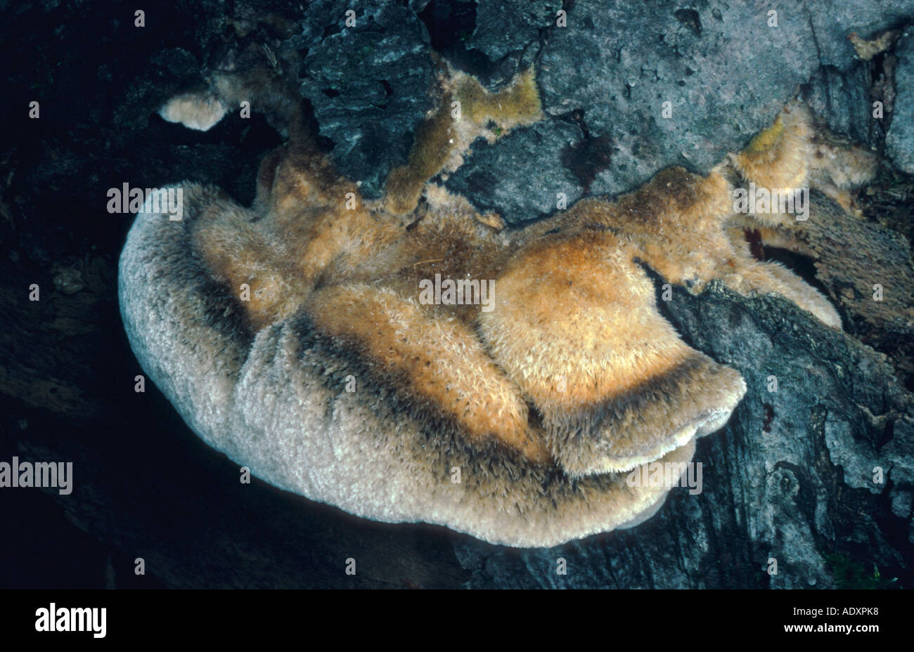 bracket (Coriolopsis trogii, Funalia trogii), Germany, Lower Rhine ...