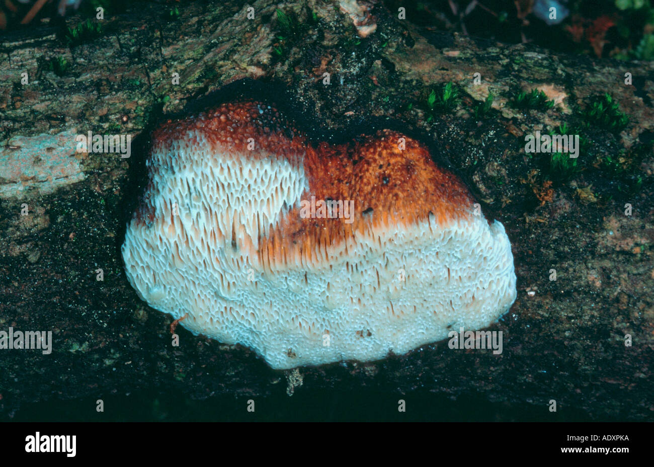 mushroom (Dichomitus campestris), Italy, Lake Garda Stock Photo - Alamy