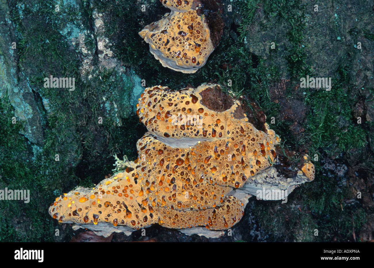 oak bracket (Inonotus dryadeus), Germany, Eifel Stock Photo - Alamy