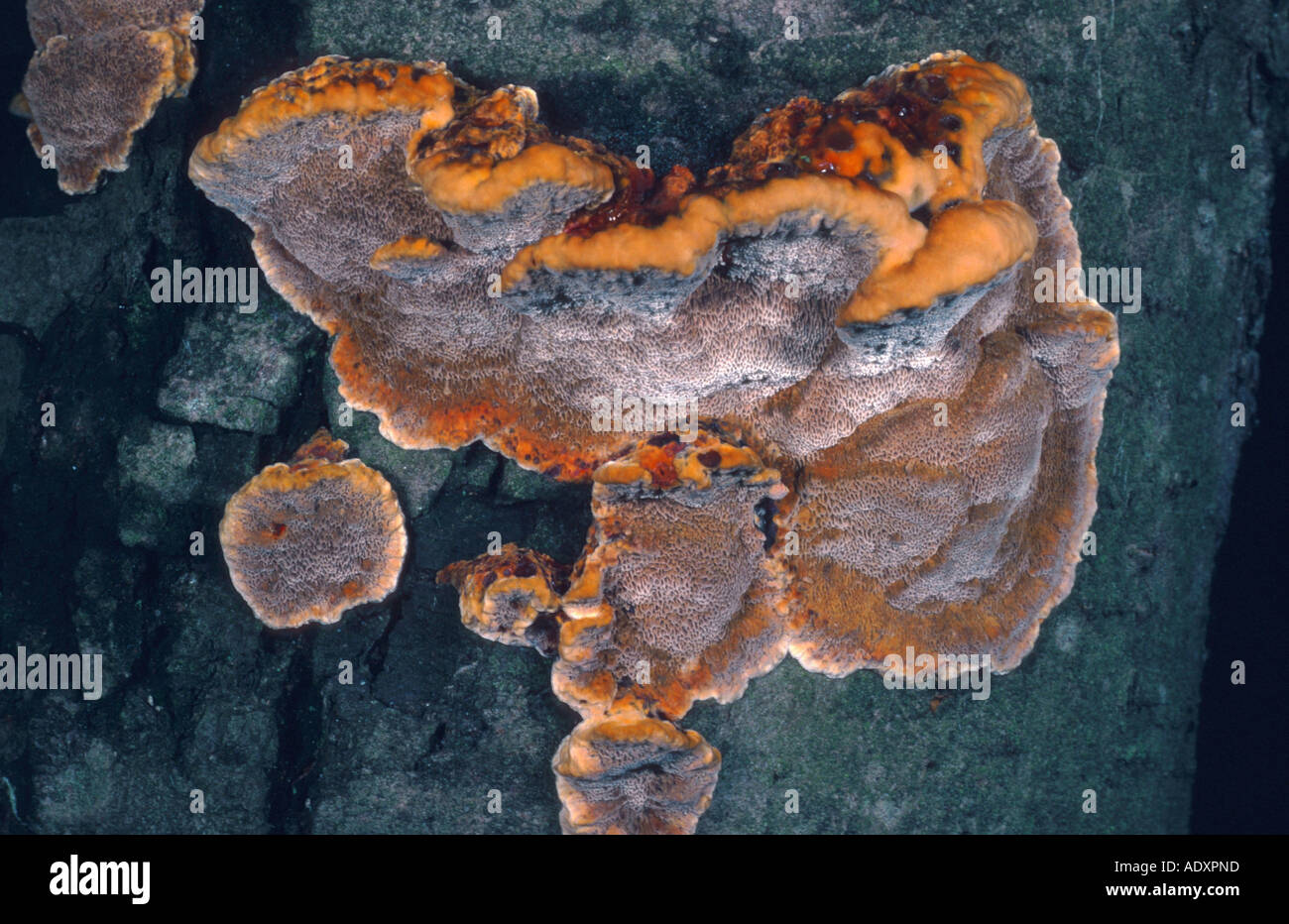 Radiatus hi-res stock photography and images - Alamy