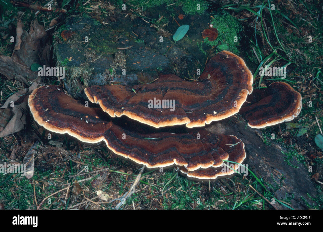 benzoin bracket (Ischnoderma benzoinum), Germany, Lower Rhine Stock ...