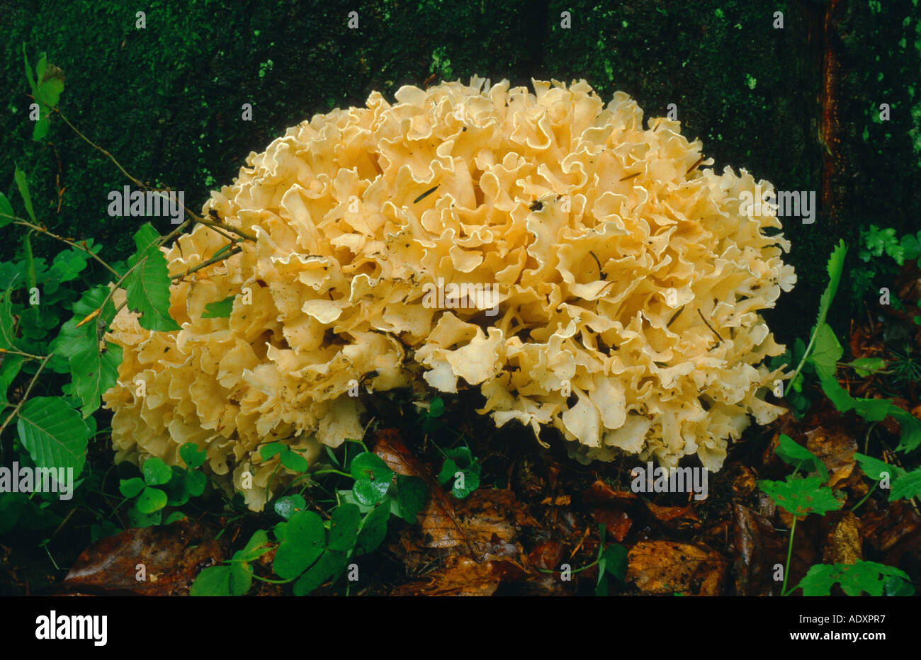 cauliflower (Sparassis laminosa), Switzerland Stock Photo - Alamy