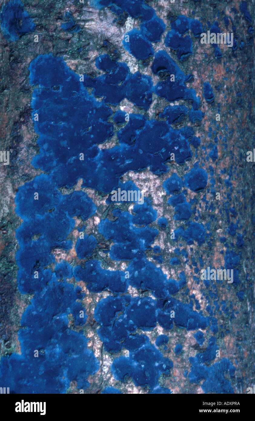 Cobalt crust hi-res stock photography and images - Alamy