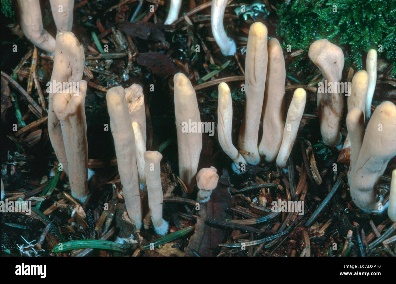 club (Clavariadelphus ligula), Germany Stock Photo - Alamy