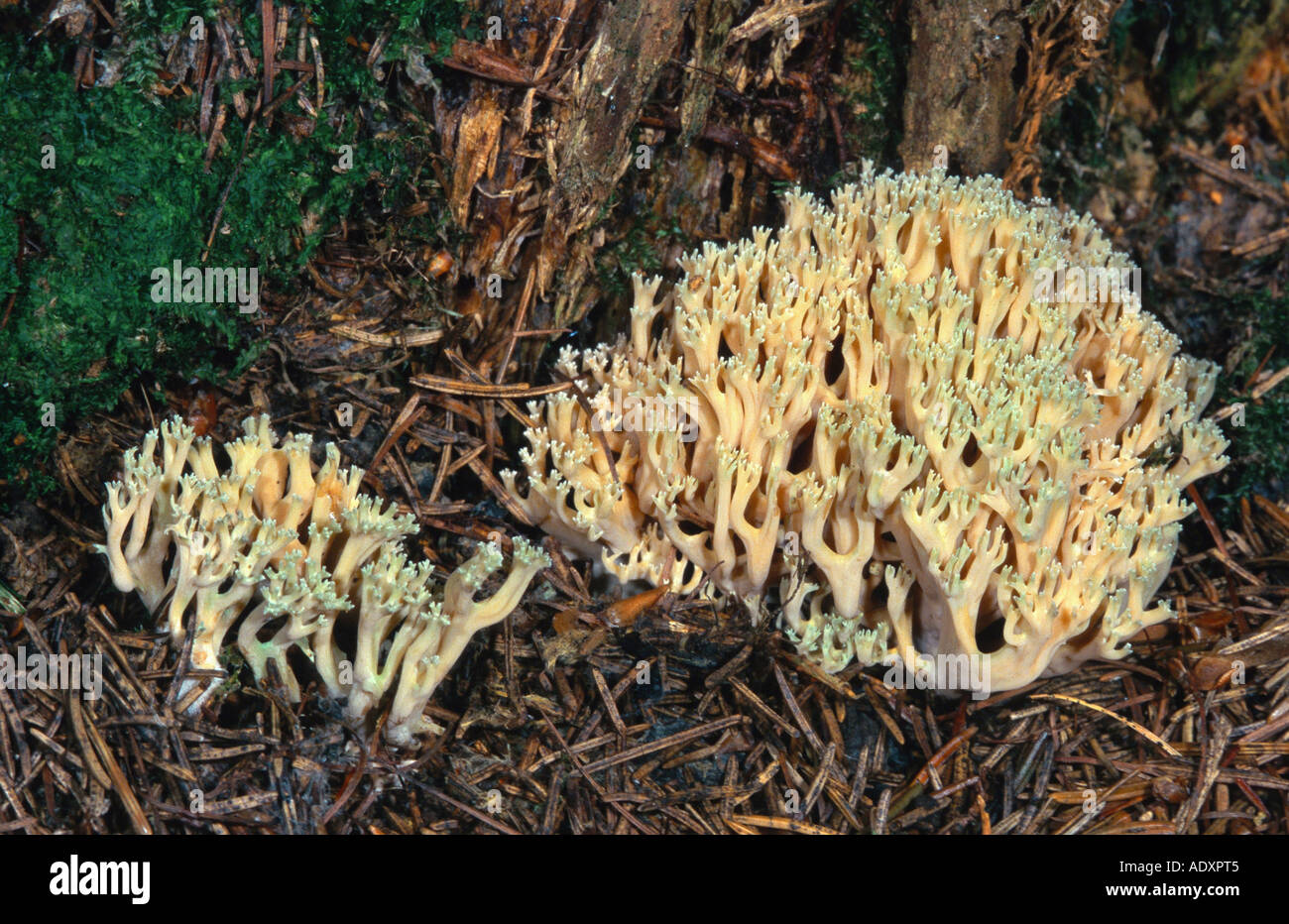 coral (Ramaria apiculata), Germany, Eifel Stock Photo - Alamy