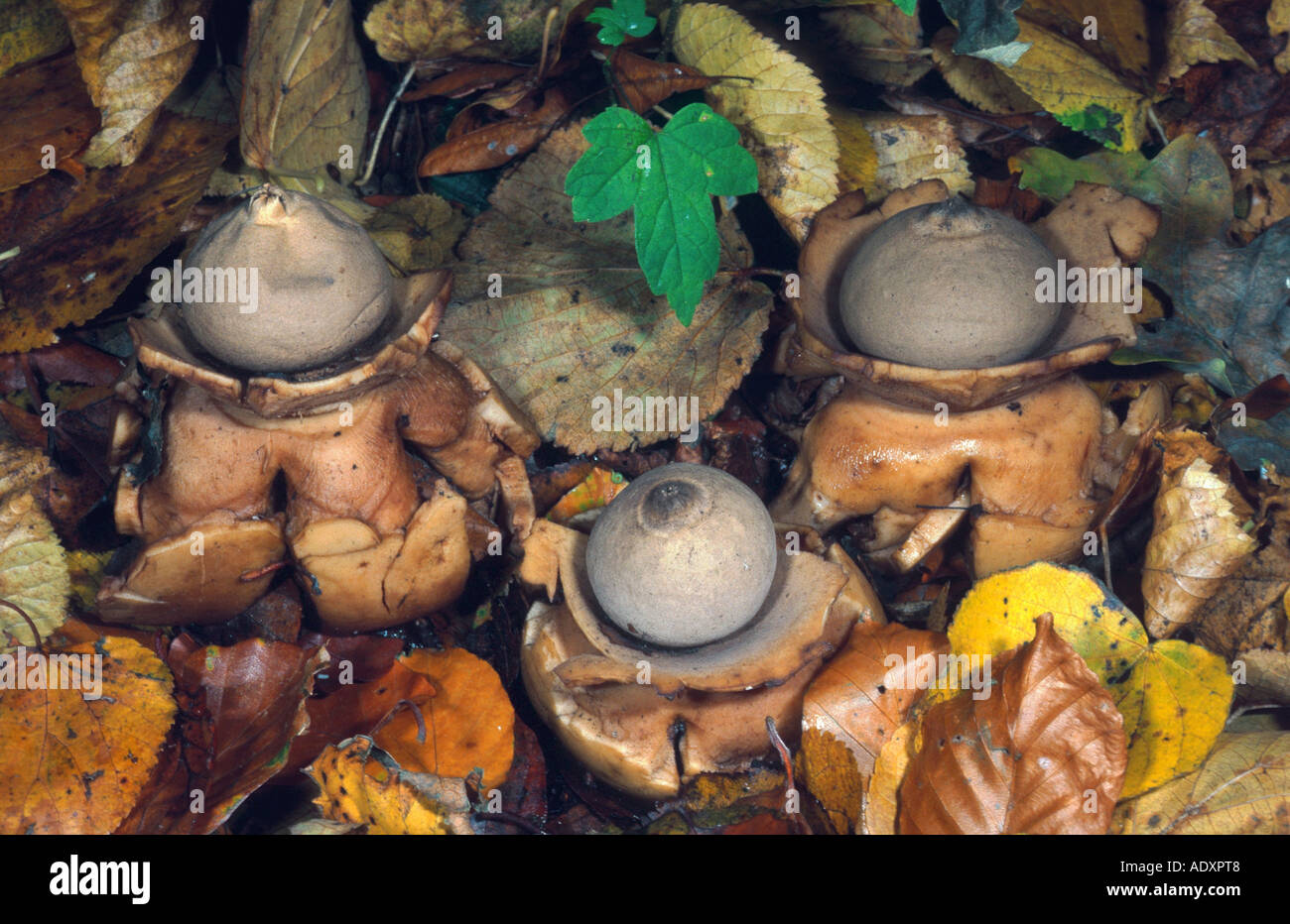 Collared earthstars geastrum triplex hi-res stock photography and ...