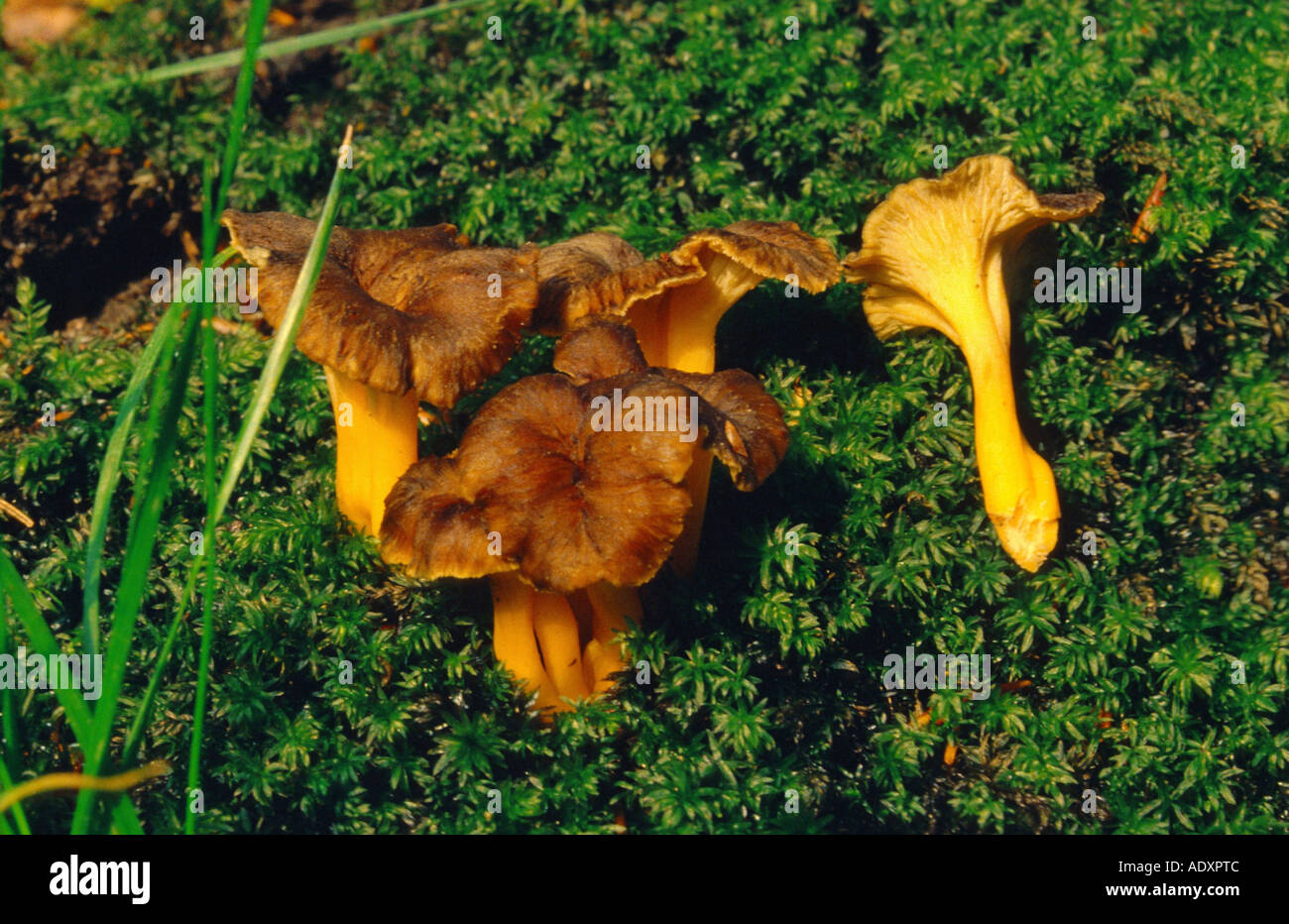 Cantharellus lutescens hi-res stock photography and images - Alamy