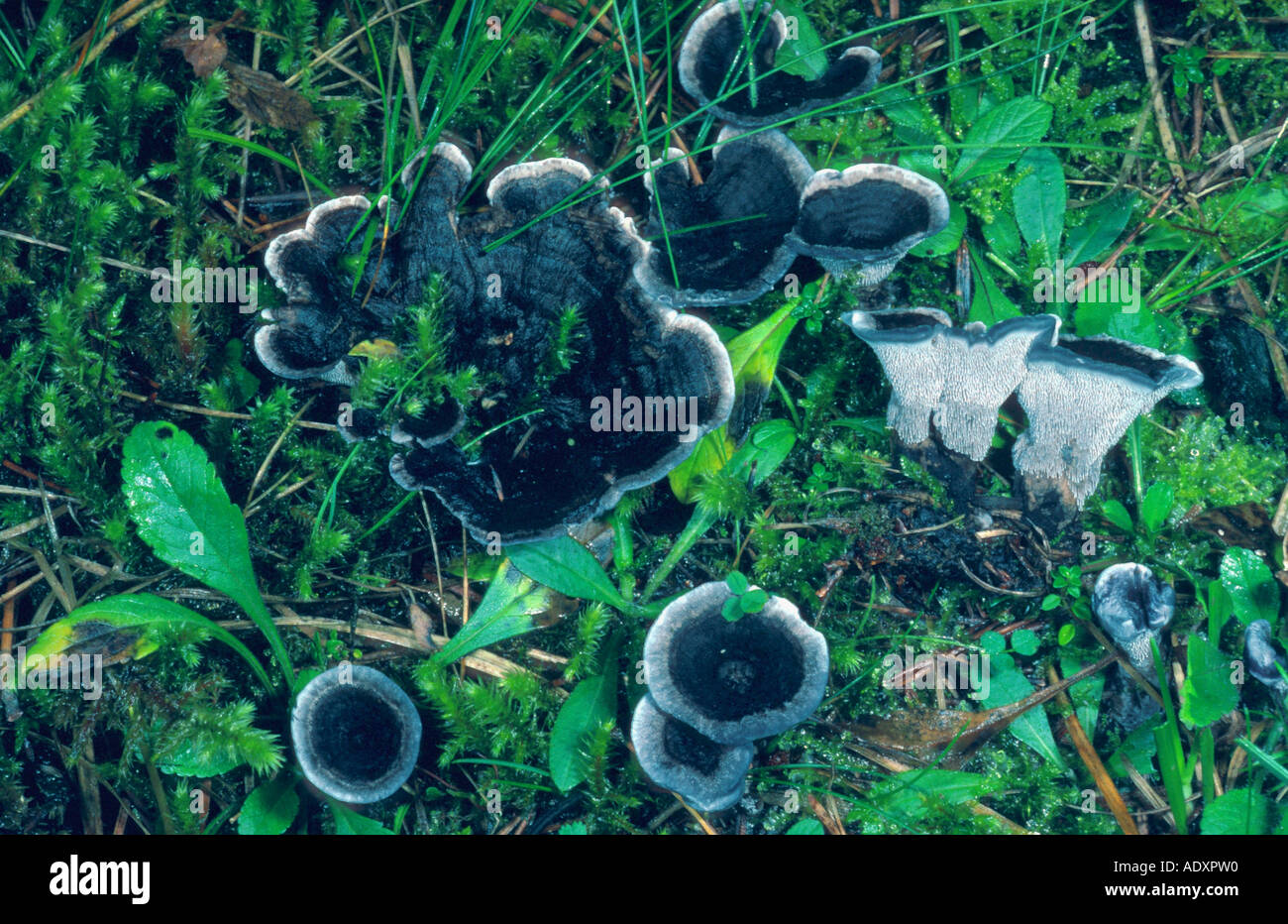 Black tooth phellodon niger hi-res stock photography and images - Alamy