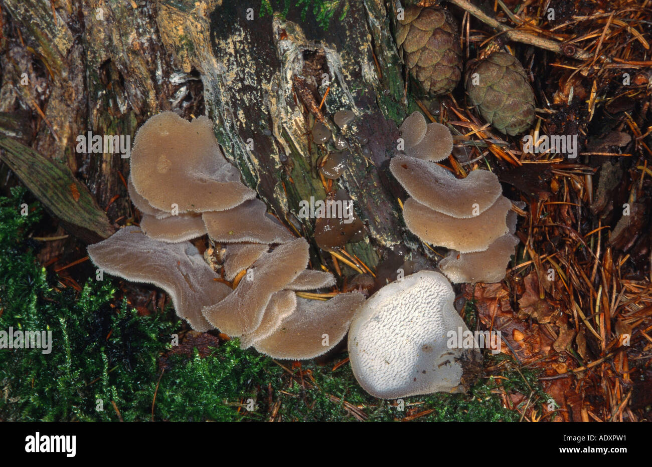 Pseudohydnum gelatinosum hi-res stock photography and images - Alamy
