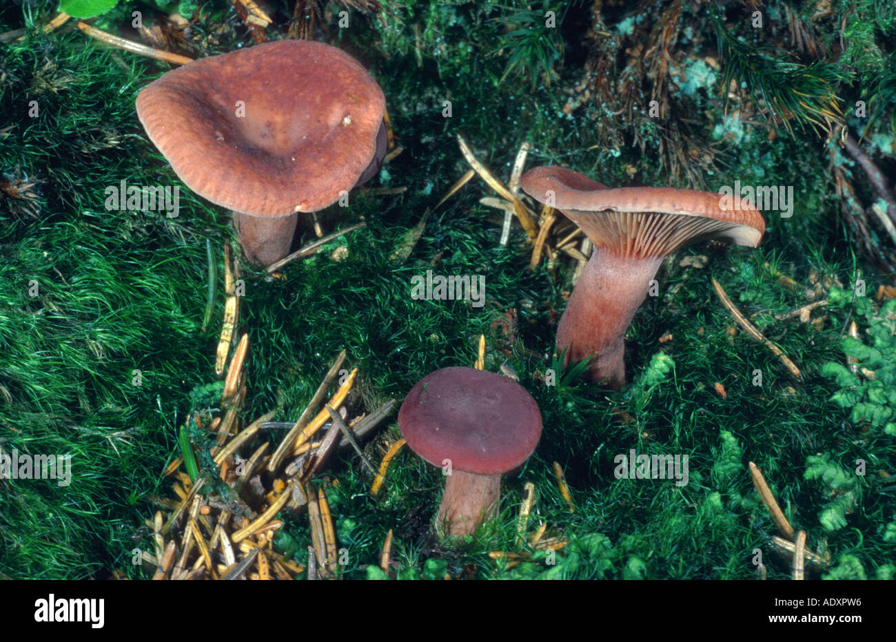 curry milkcap (Lactarius camphoratus), Germany, Bavaria Stock Photo - Alamy