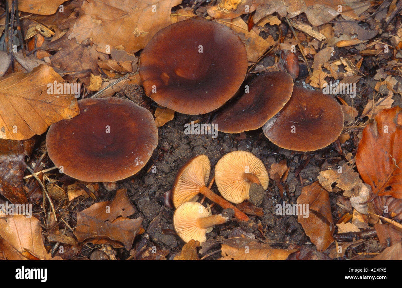 Liver milkcap hi-res stock photography and images - Alamy
