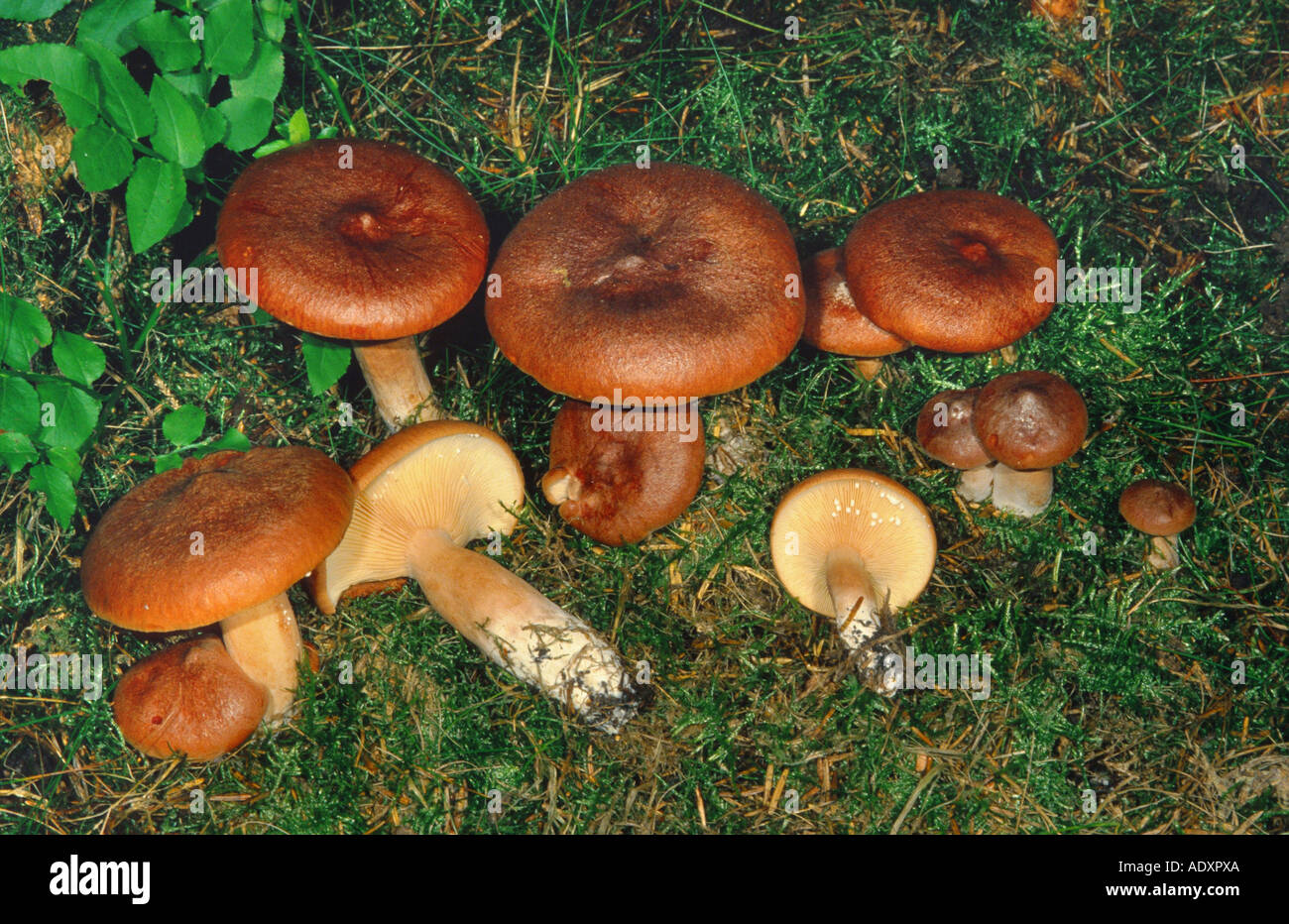 Lactarius rufus hi-res stock photography and images - Alamy