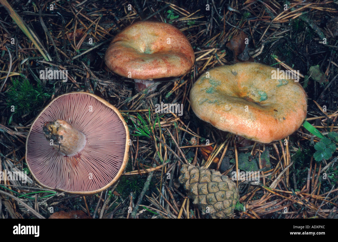 Lactarius Rubrilacteus