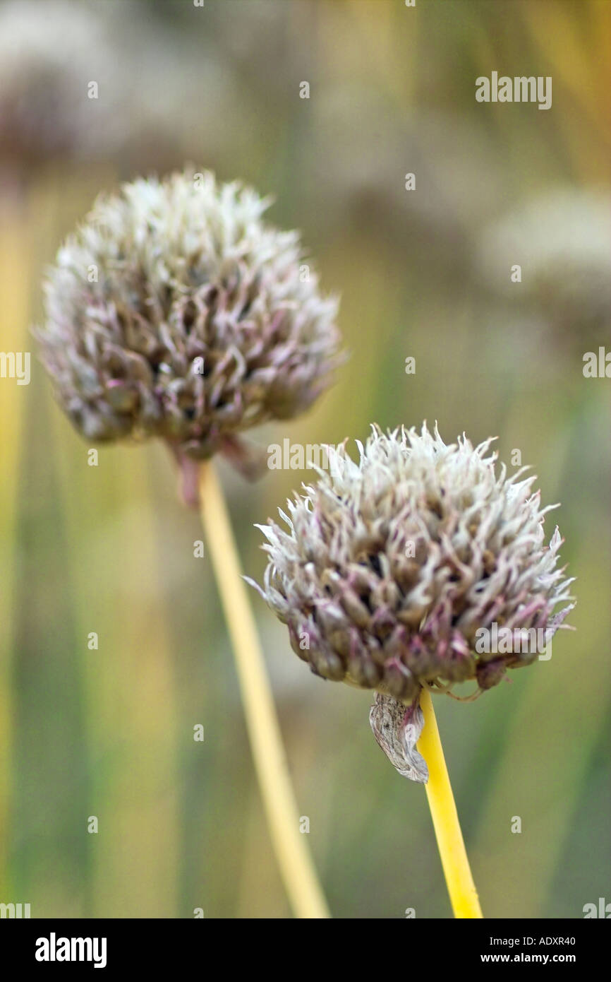 Allium seed heads Stock Photo - Alamy
