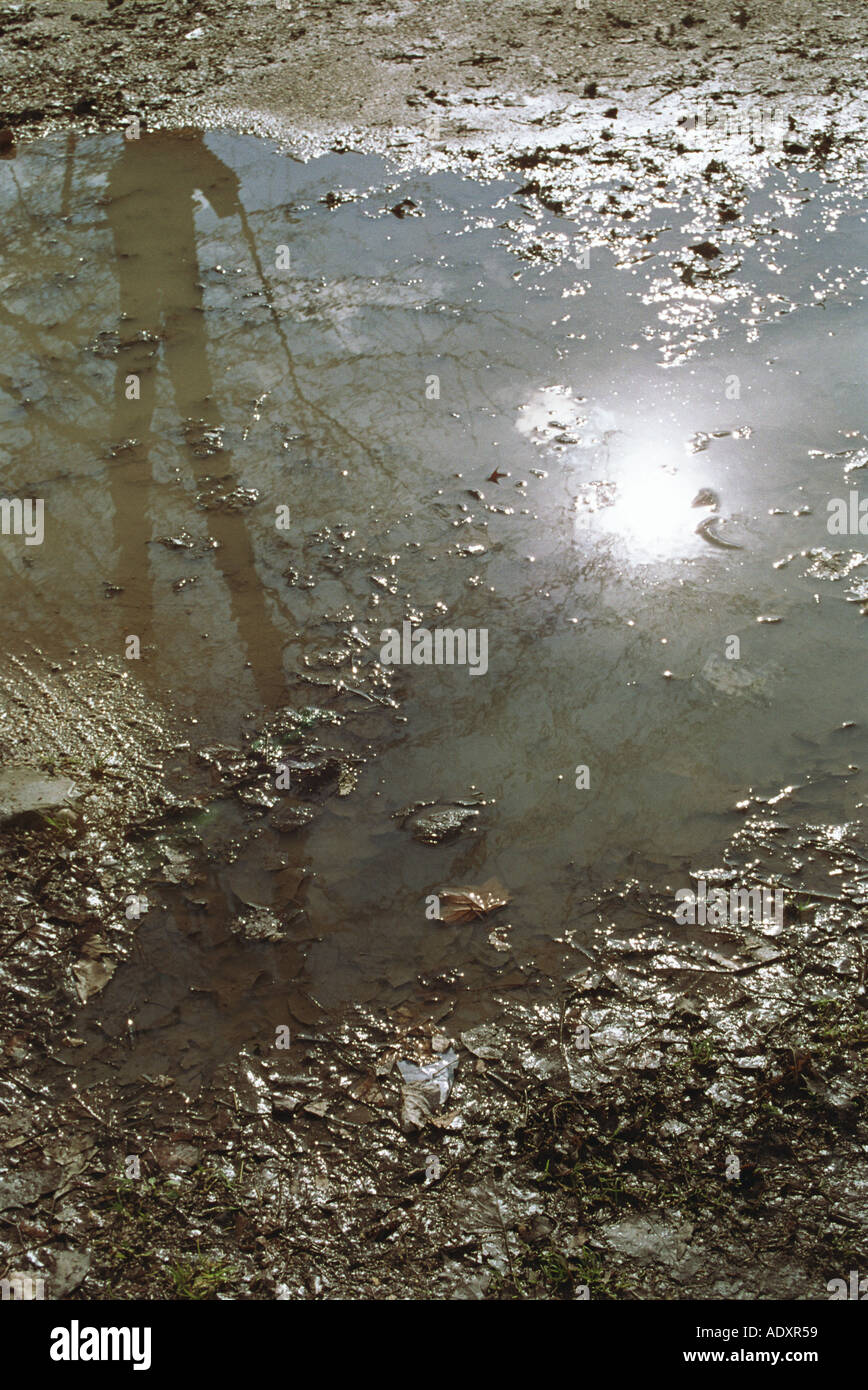 tree shadow reflected in muddy pool with sun Stock Photo - Alamy