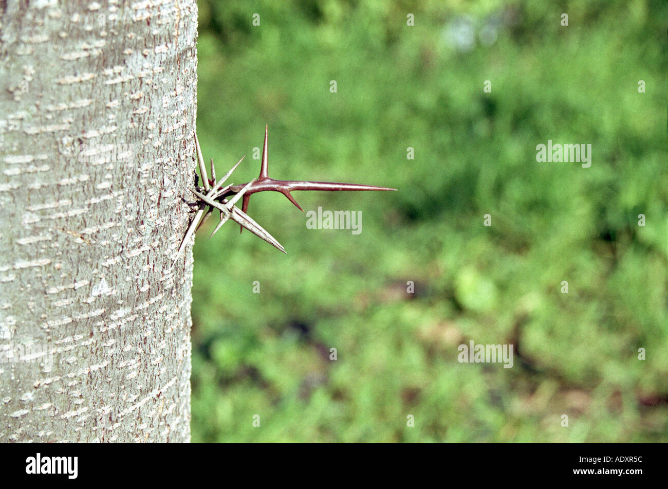 Trunk spines prickly bark hi-res stock photography and images - Alamy
