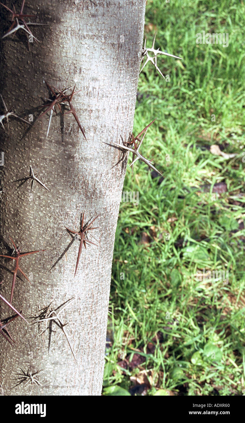 Trunk spines prickly bark hi-res stock photography and images - Alamy