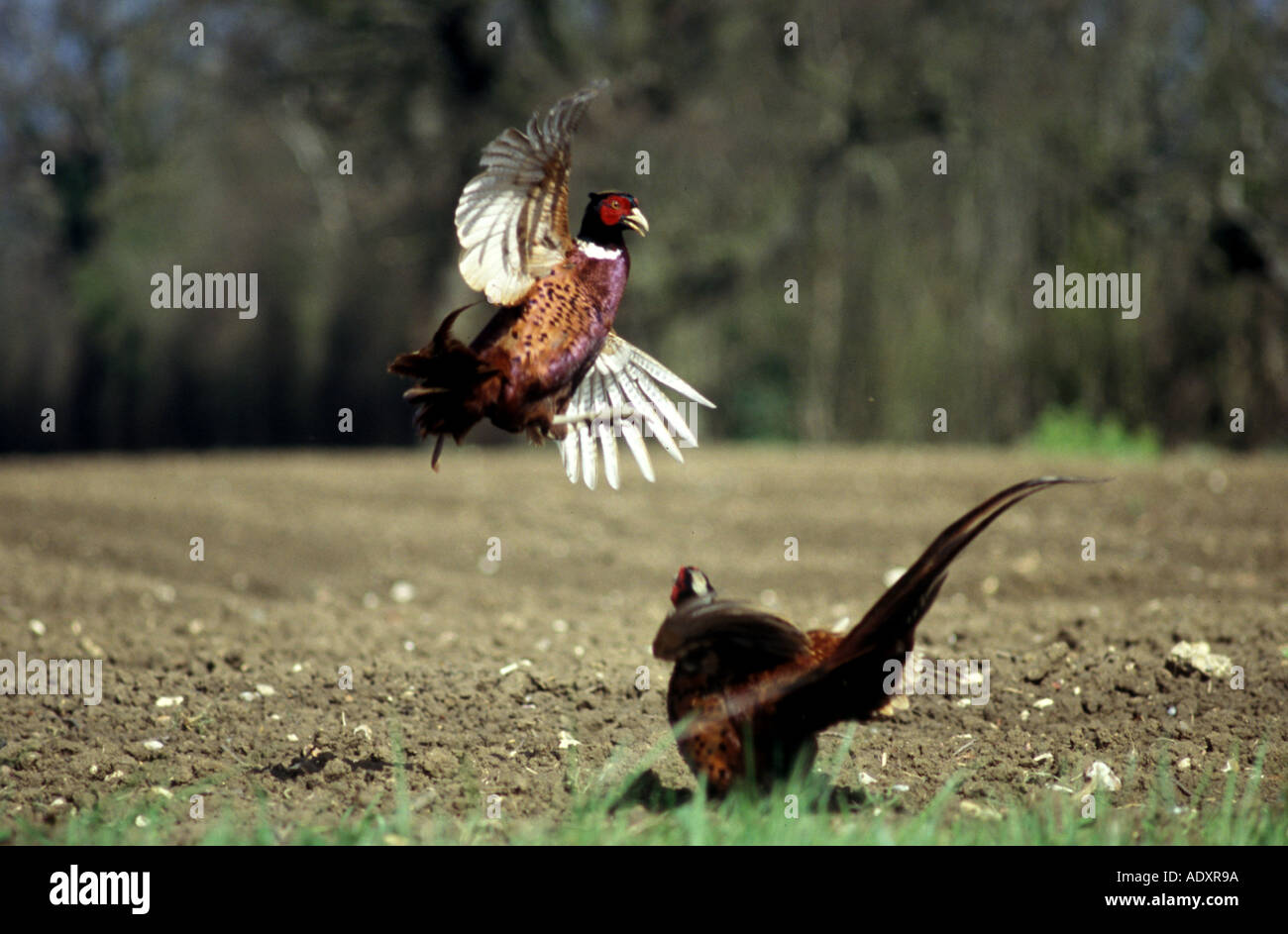 Male Cock Pheasants Fighting (Phasianus colchicus) in the uk Stock Photo - Alamy
