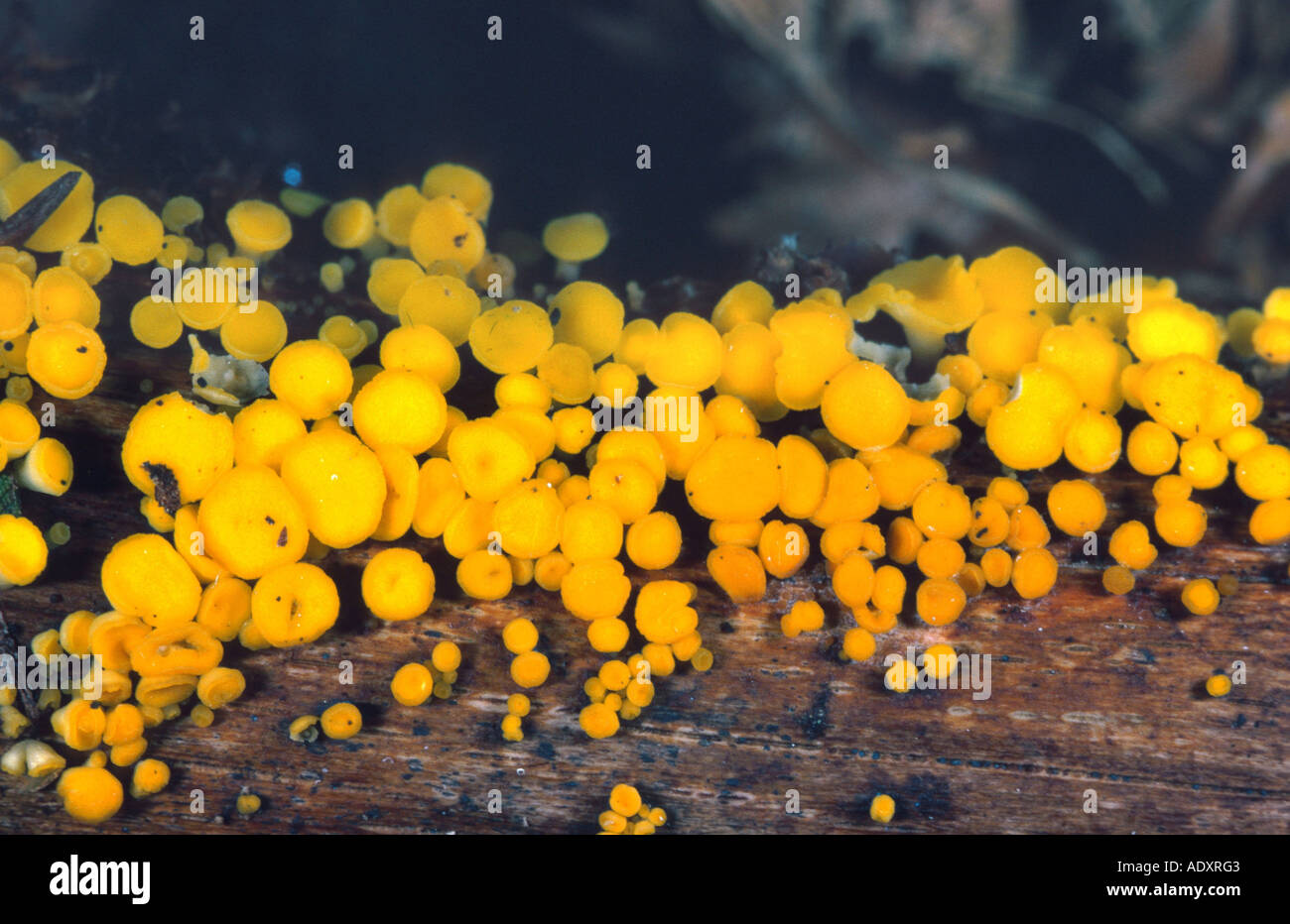 lemon disco (Bisporella citrina), Germany, Eifel, Dollendorf Stock ...