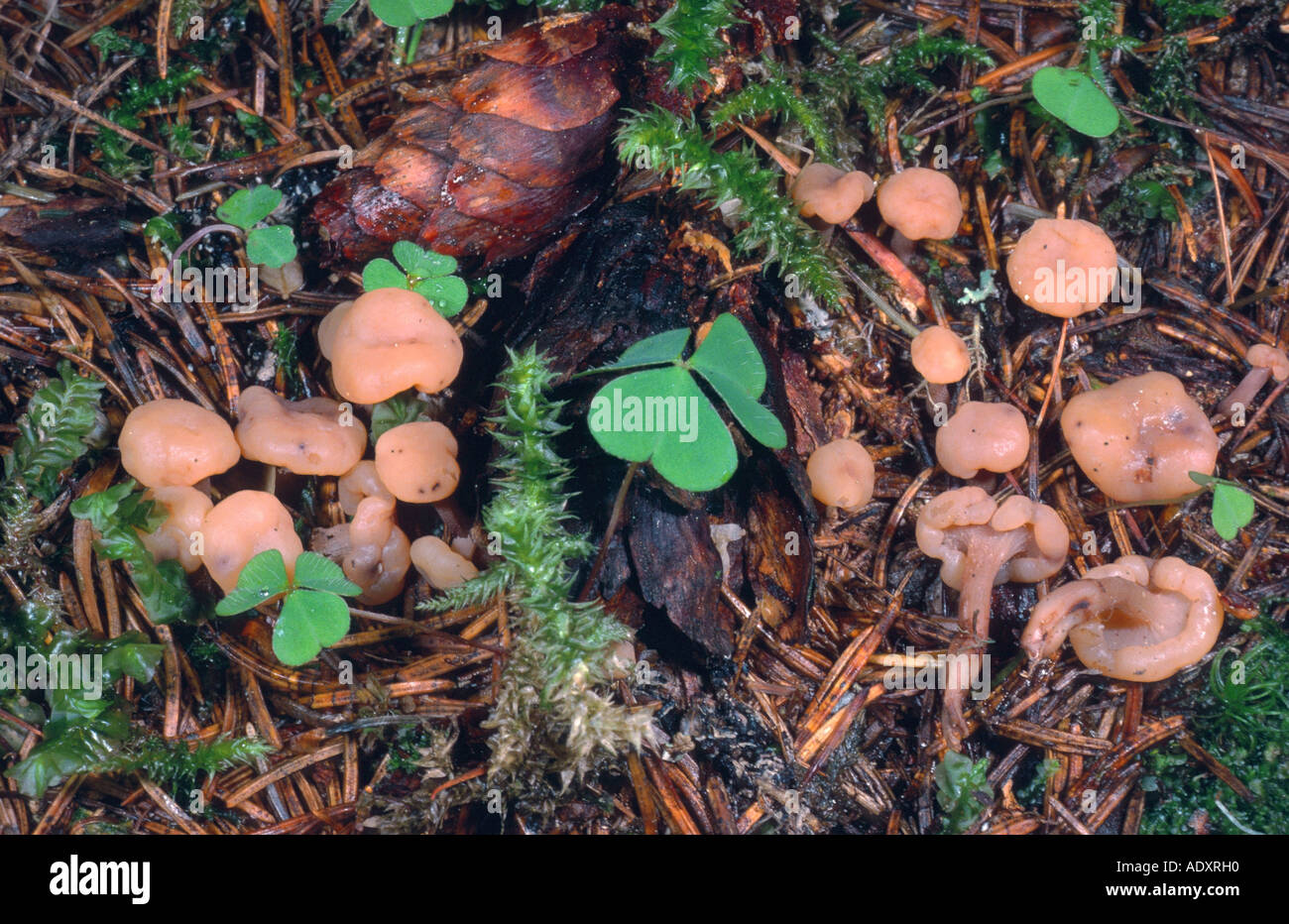 redleg jellybaby (Cudonia circinans), Austria Stock Photo - Alamy