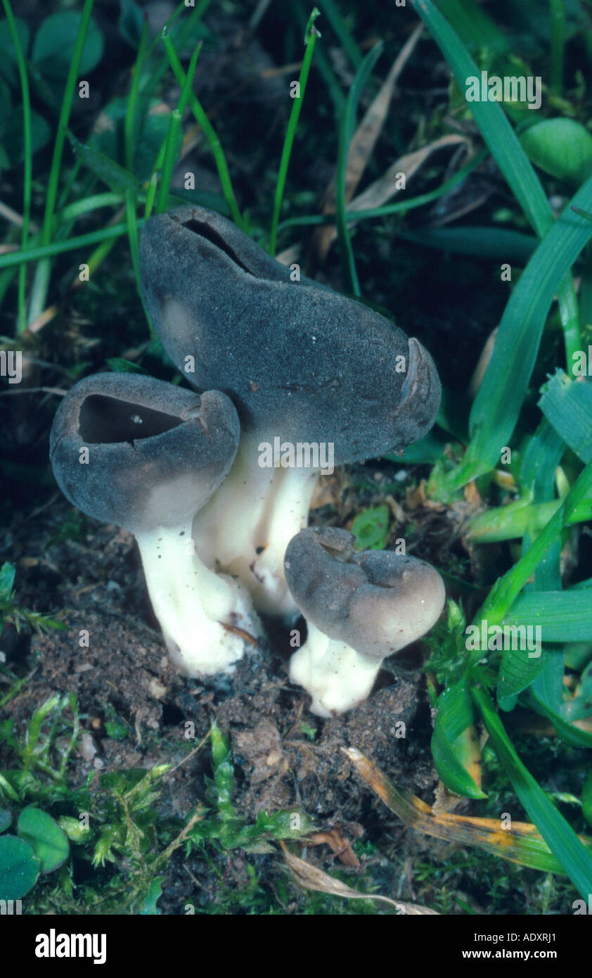 Helvella confusa hi-res stock photography and images - Alamy