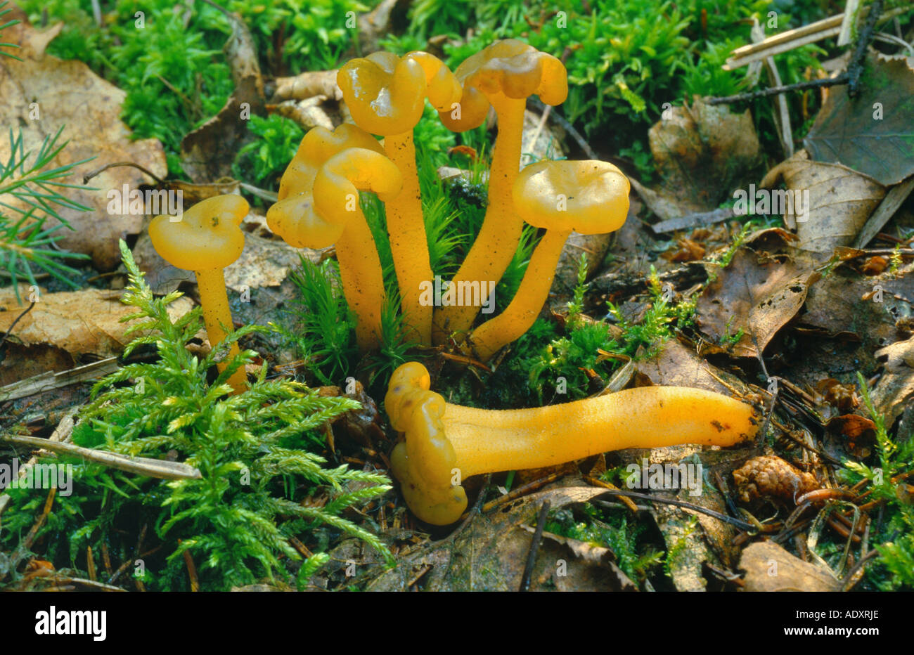 Jellybaby leotia lubrica hi-res stock photography and images - Alamy