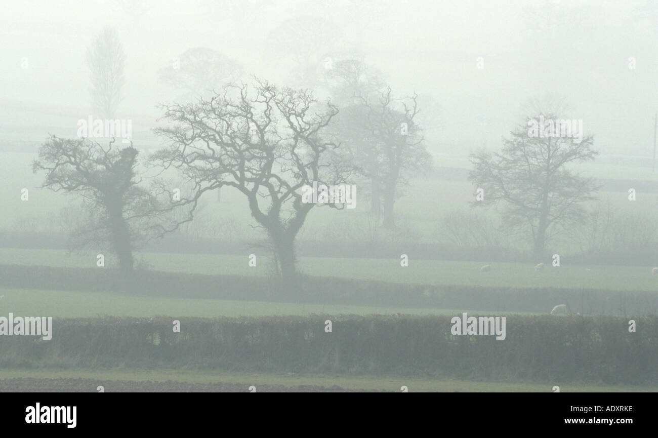 Misty trees in Somerset England Stock Photo - Alamy