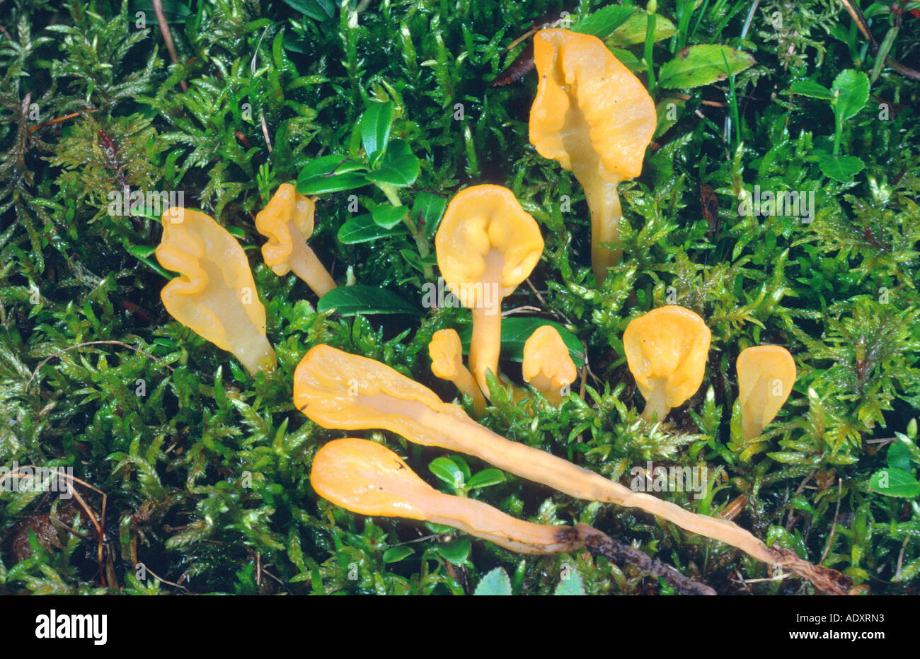 Spathularia hi-res stock photography and images - Alamy