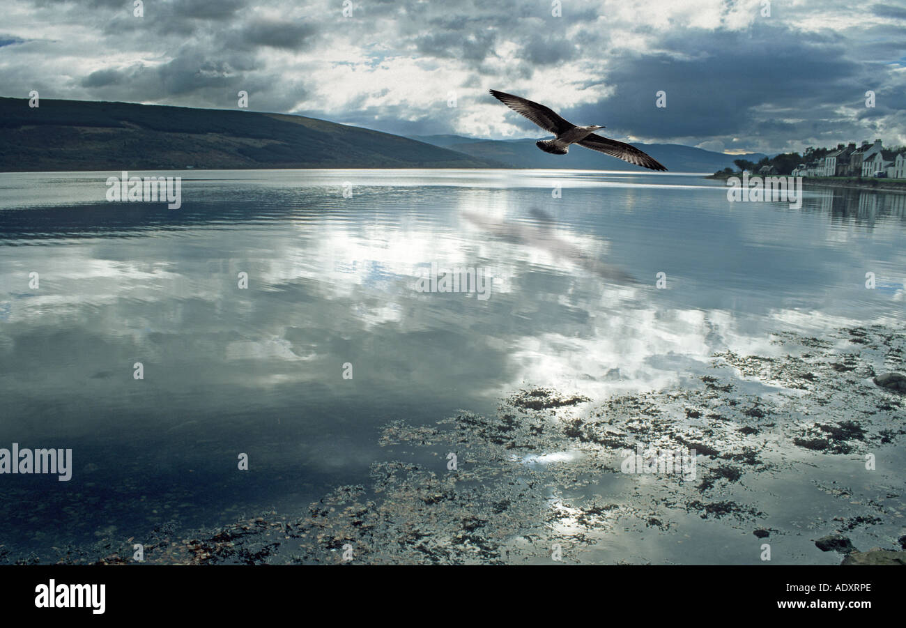 Seagull gliding over Loch Fyne Highlands Scotland Stock Photo - Alamy