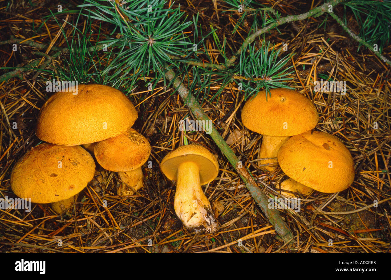 Velvet bolete or variegated bolete hi-res stock photography and images ...