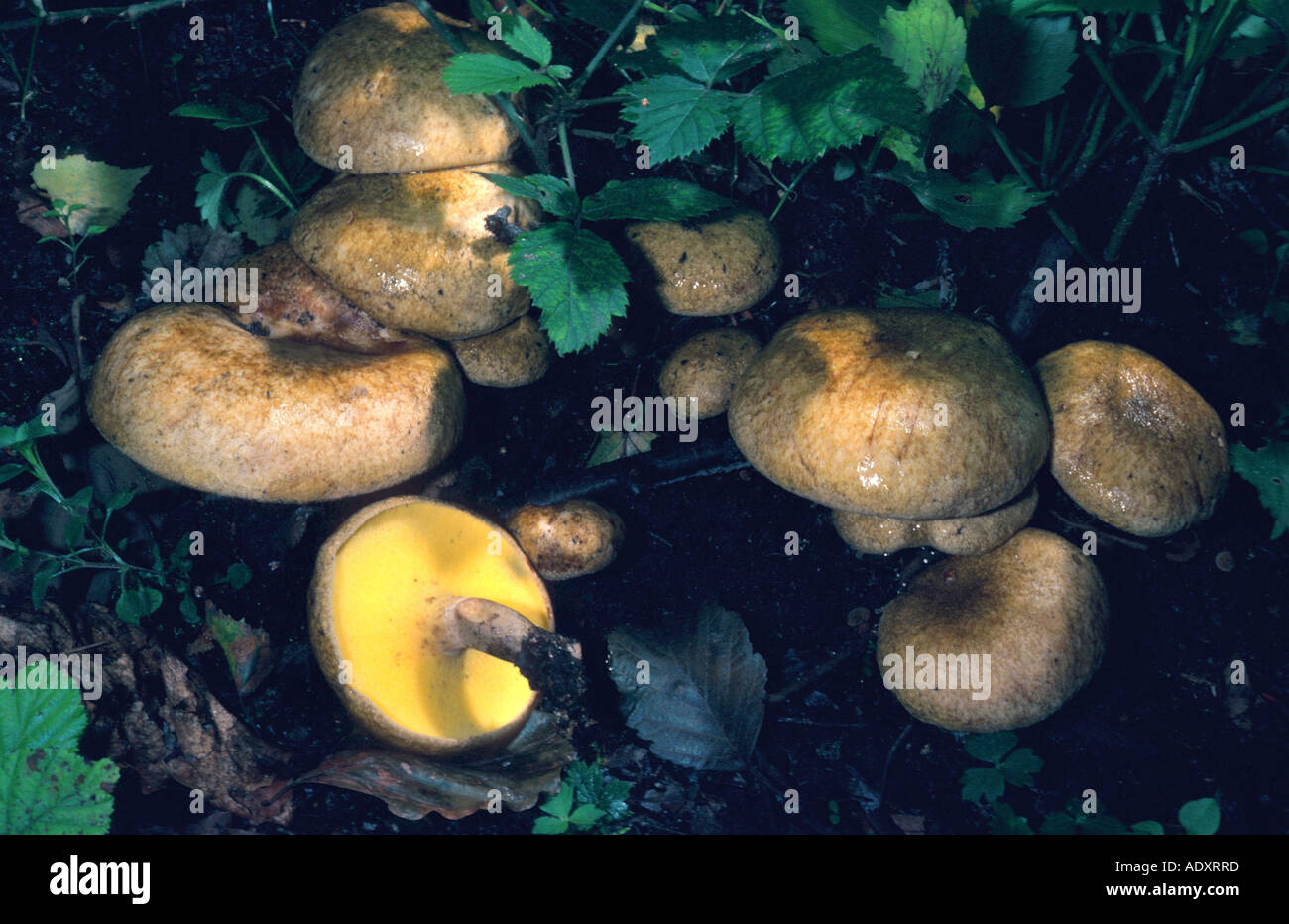 alder bolete (Gyrodon lividus), Germany, North Rhine-Westphalia Stock ...