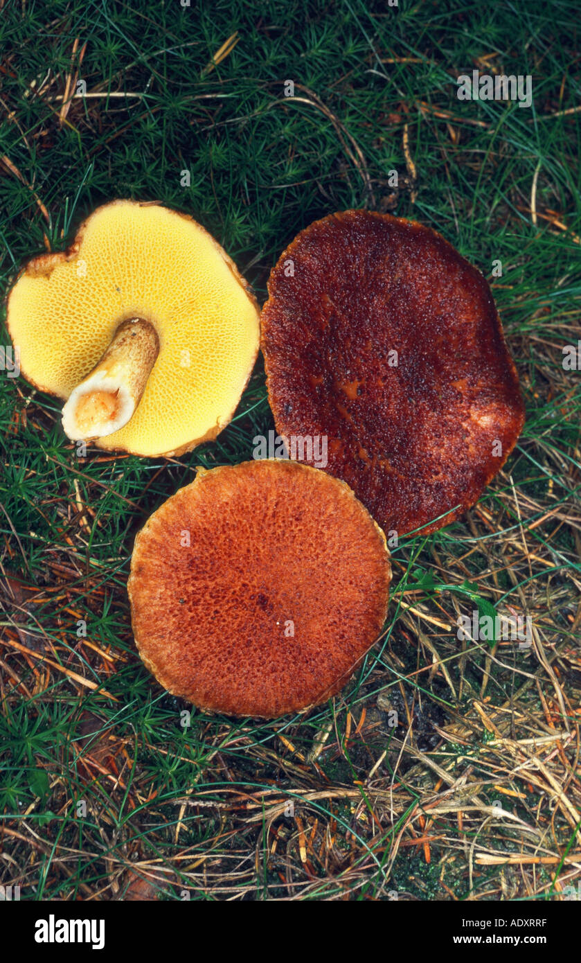 Boletinus hi-res stock photography and images - Alamy