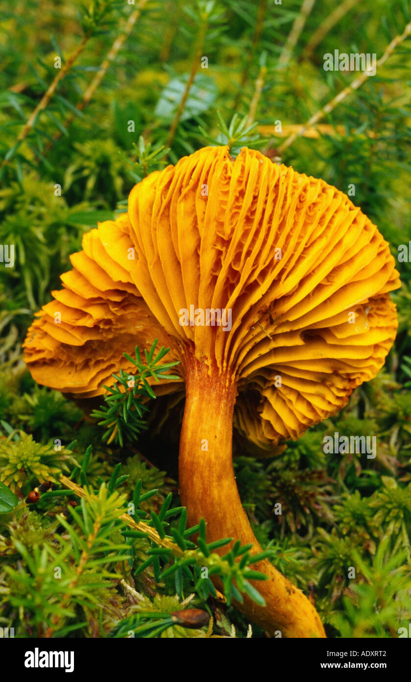 bolete (Phylloporus pelletieri, Phylloporus rhodoxanthus), Germany ...