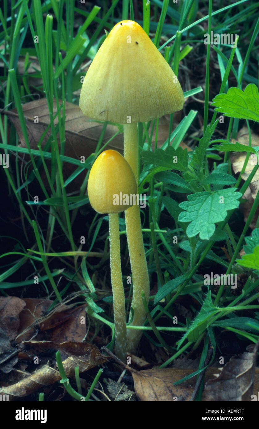 Yellow fieldcap mushroom hi-res stock photography and images - Alamy