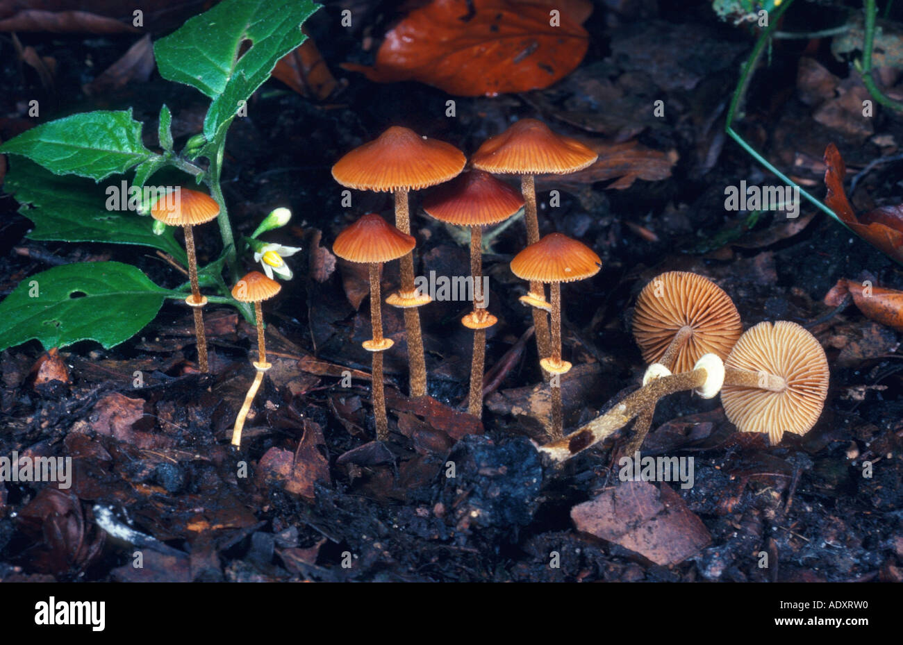 Fools mushroom hi-res stock photography and images - Alamy
