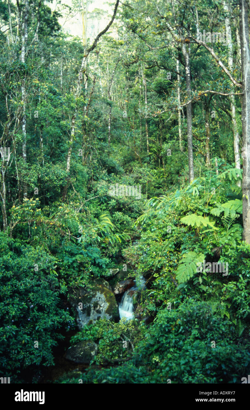 tropical rainforest, Malaysia, Borneo Stock Photo - Alamy