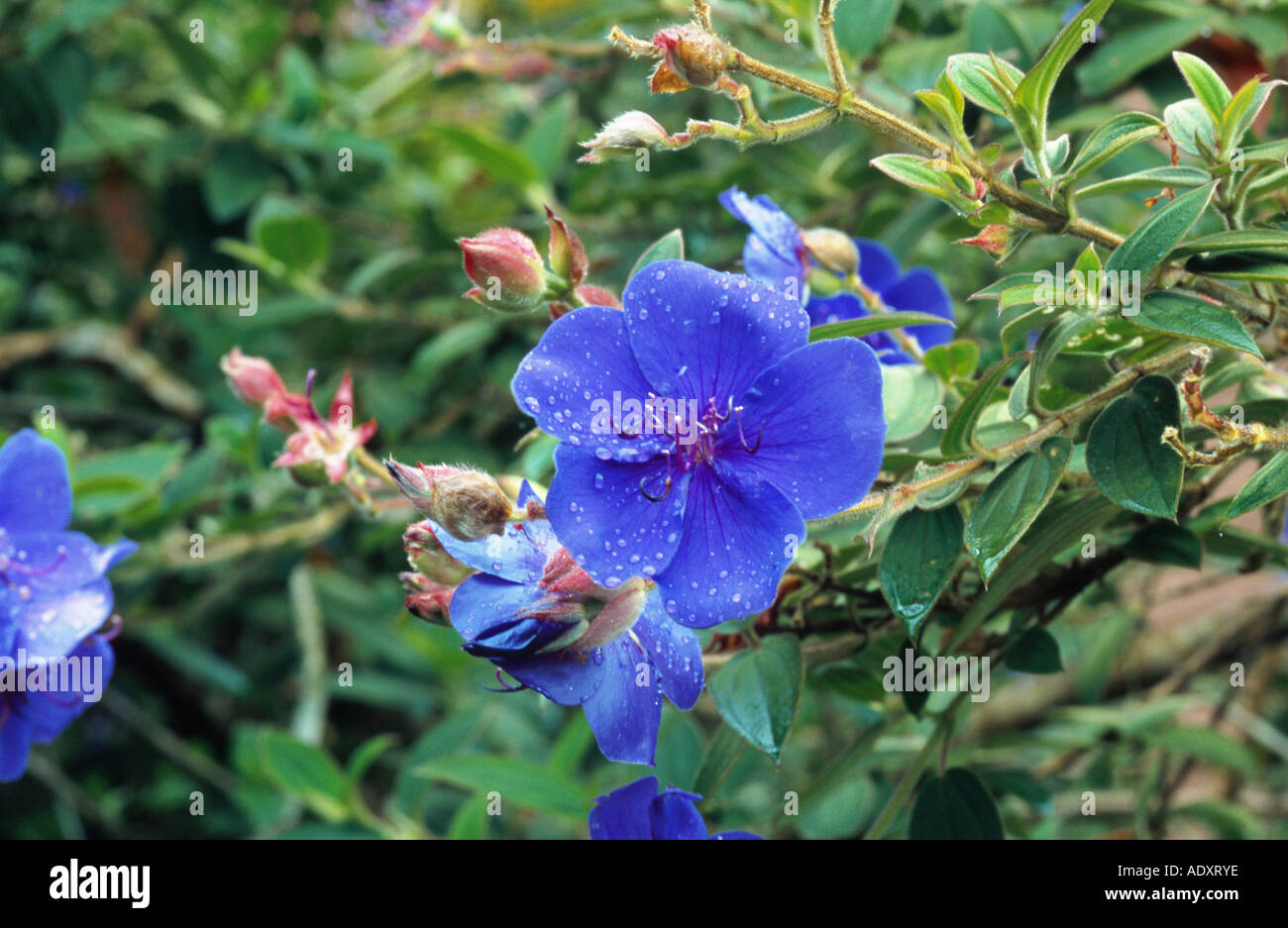 princess flower, glory bush (Tibouchina urvilleana), bloomimg, Malaysia ...