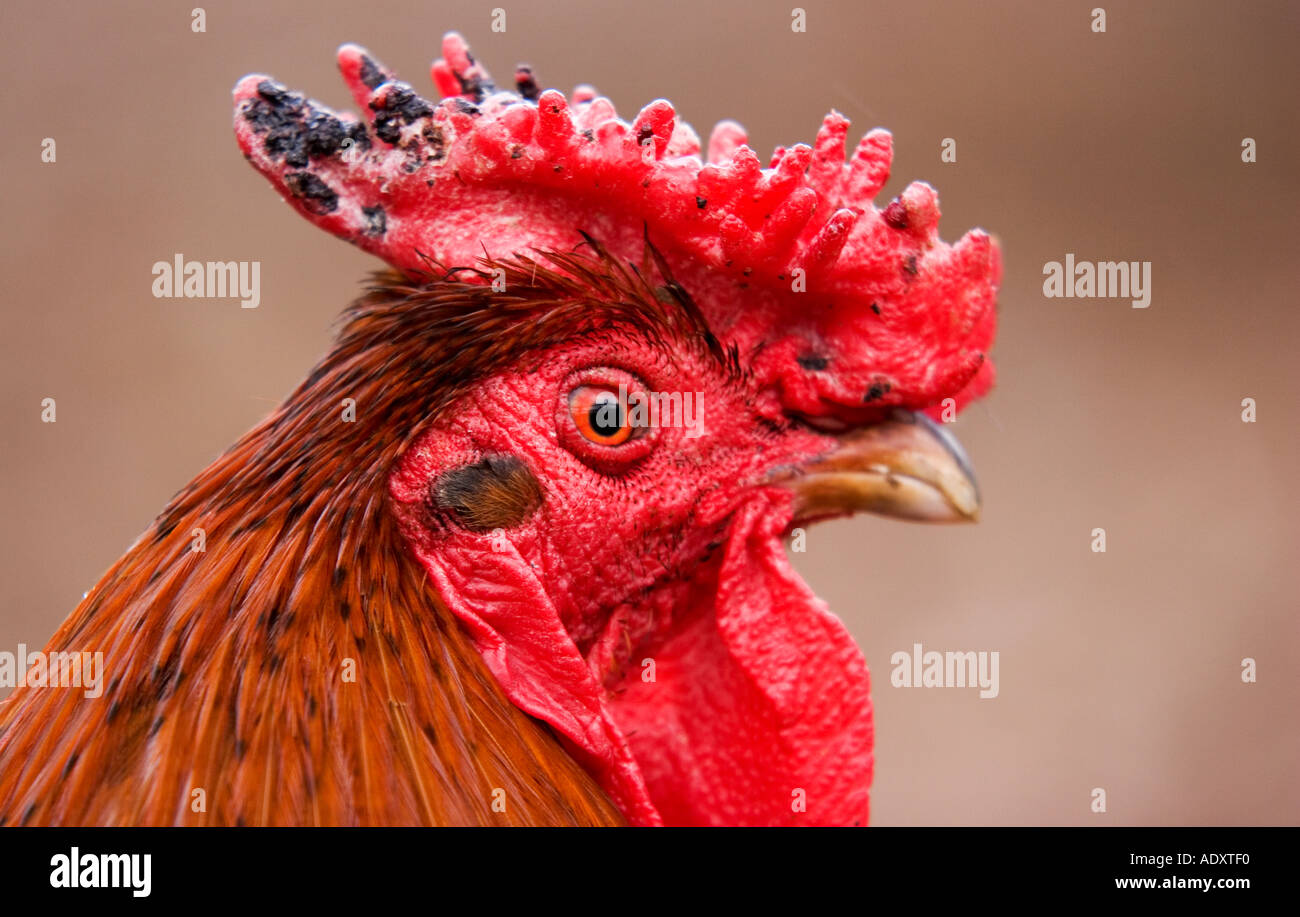 Cockral hi-res stock photography and images - Alamy