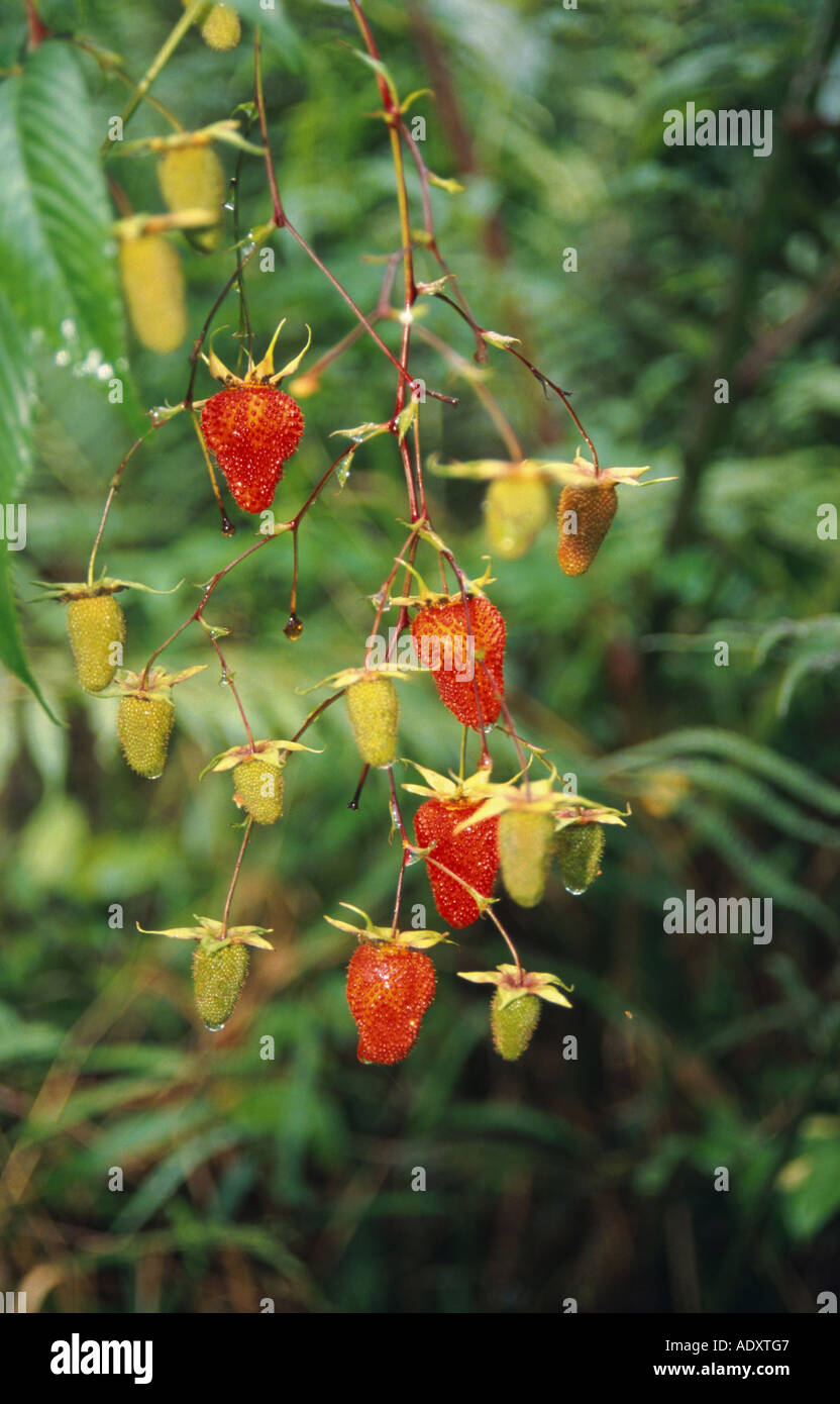 Rubus fraxinifolius hi-res stock photography and images - Alamy